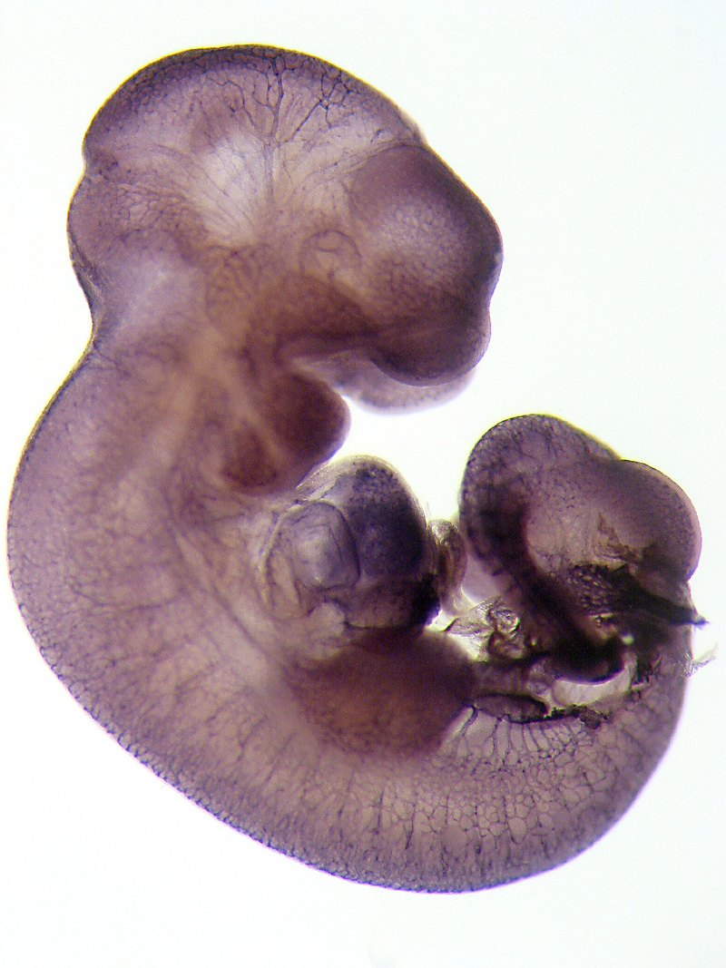Embryology
