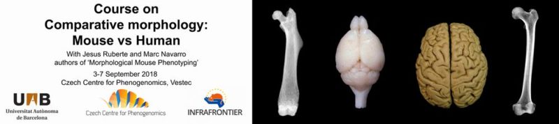 UPDATED! Training Course - Mouse vs Human Comparative Morphology ...