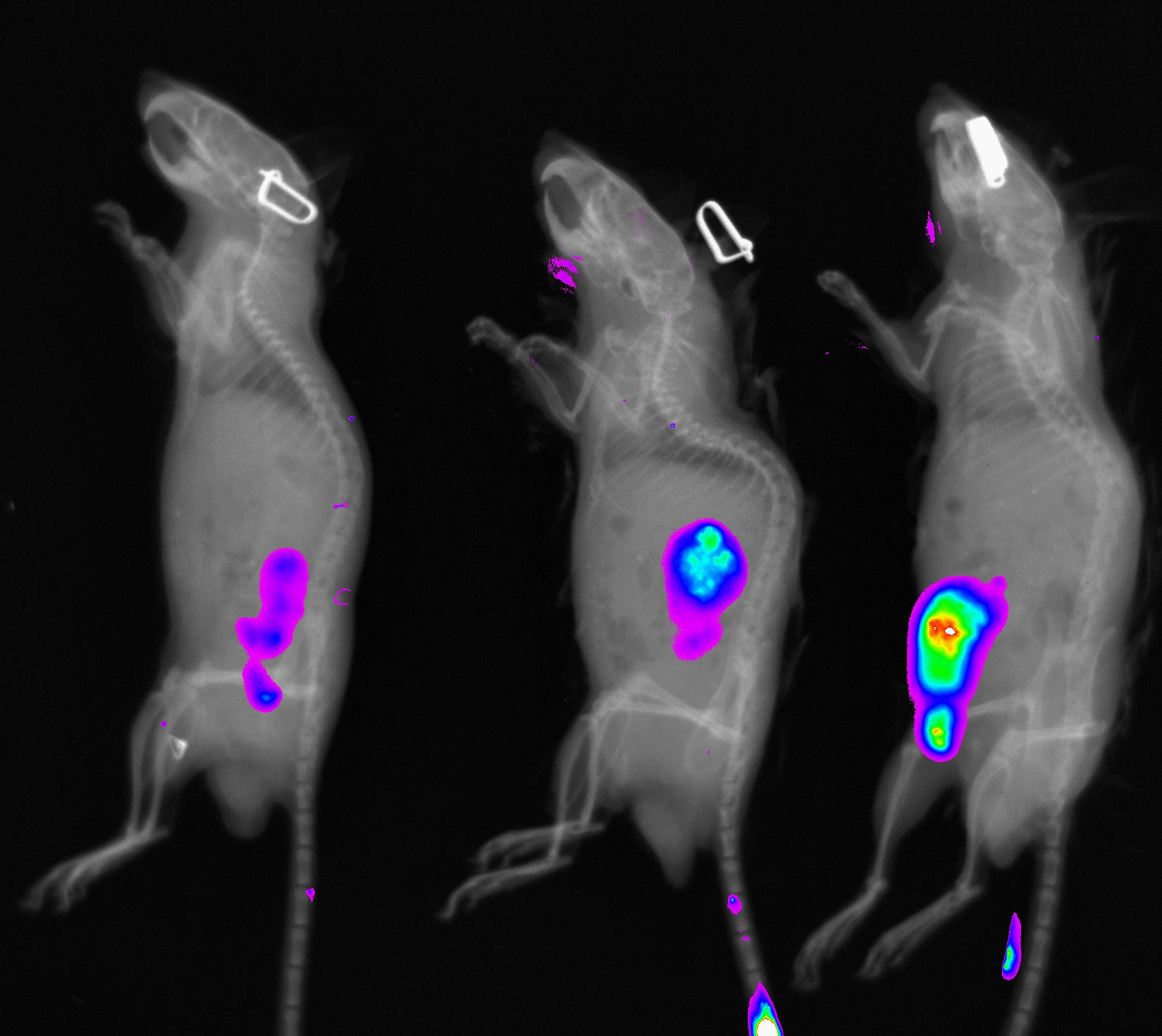 Bioimaging & Embryology - Czech Centre for Phenogenomics