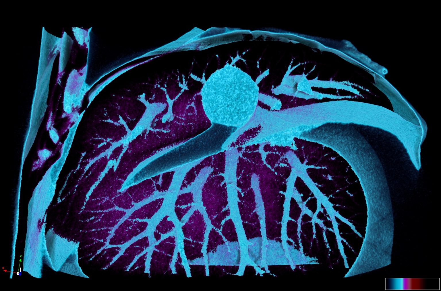 Bioimaging & Embryology - Czech Centre for Phenogenomics