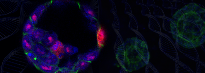 PhenoImage - Czech Centre for Phenogenomics