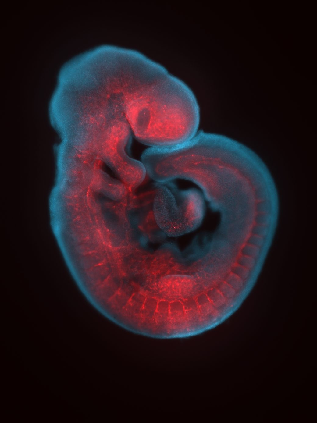 Bioimaging & Embryology - Czech Centre for Phenogenomics